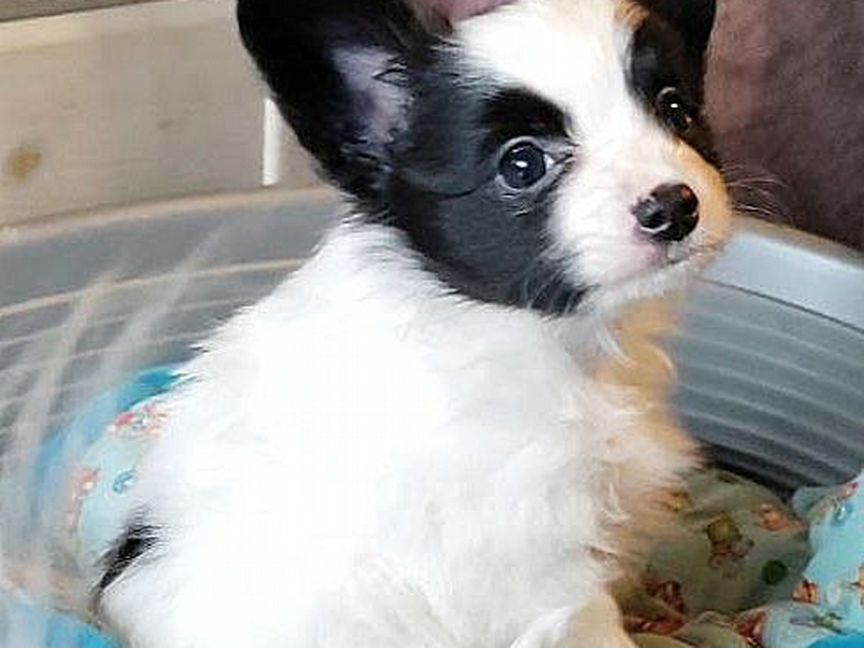 Щенки папийона