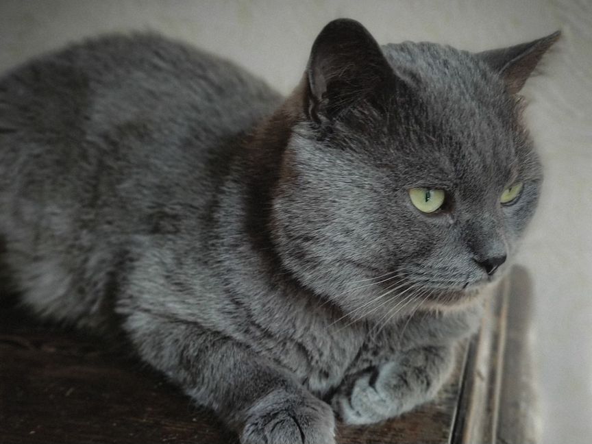 Кот в добрые руки