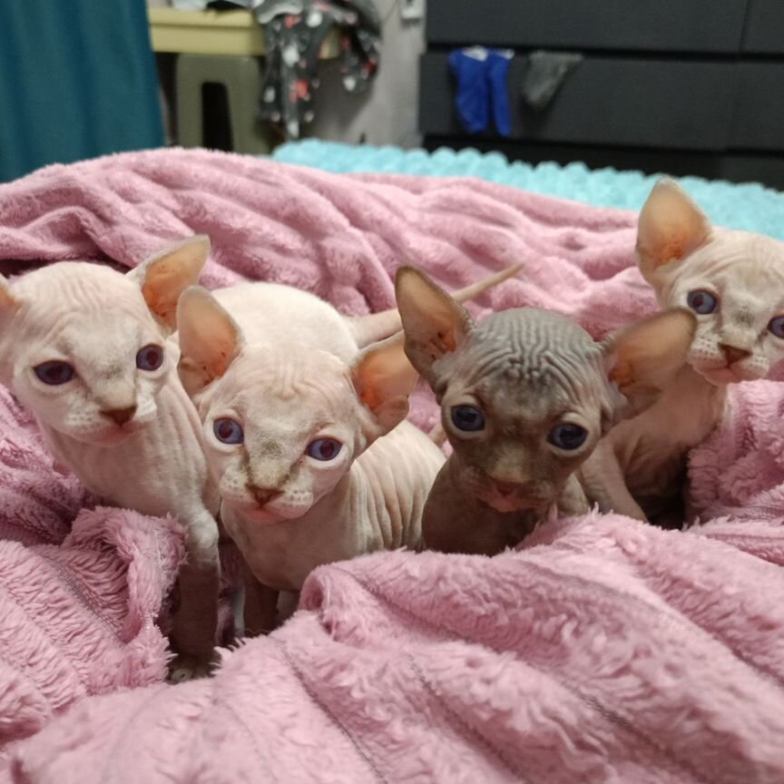 Канадский сфинкс котенок