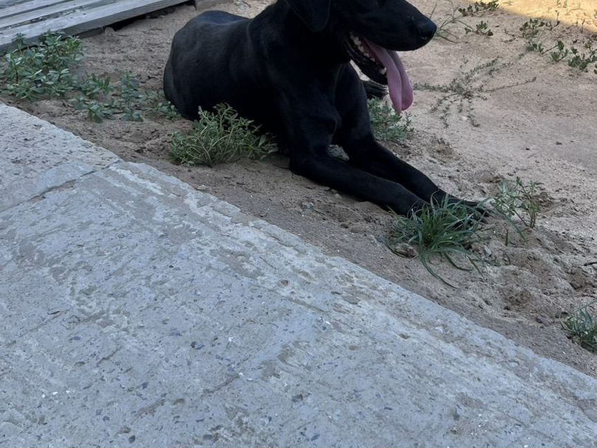 Собака в добрые руки