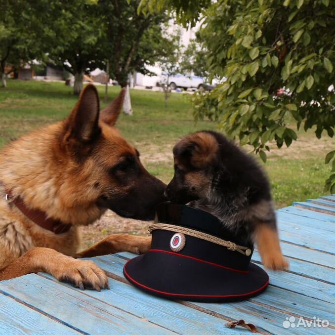 Умные, сильные немецкие овчарки- отличные щенки