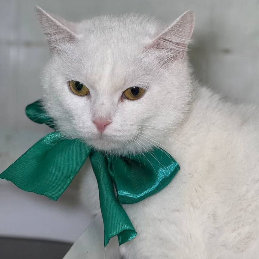 Кошки в добрые руки бесплатно