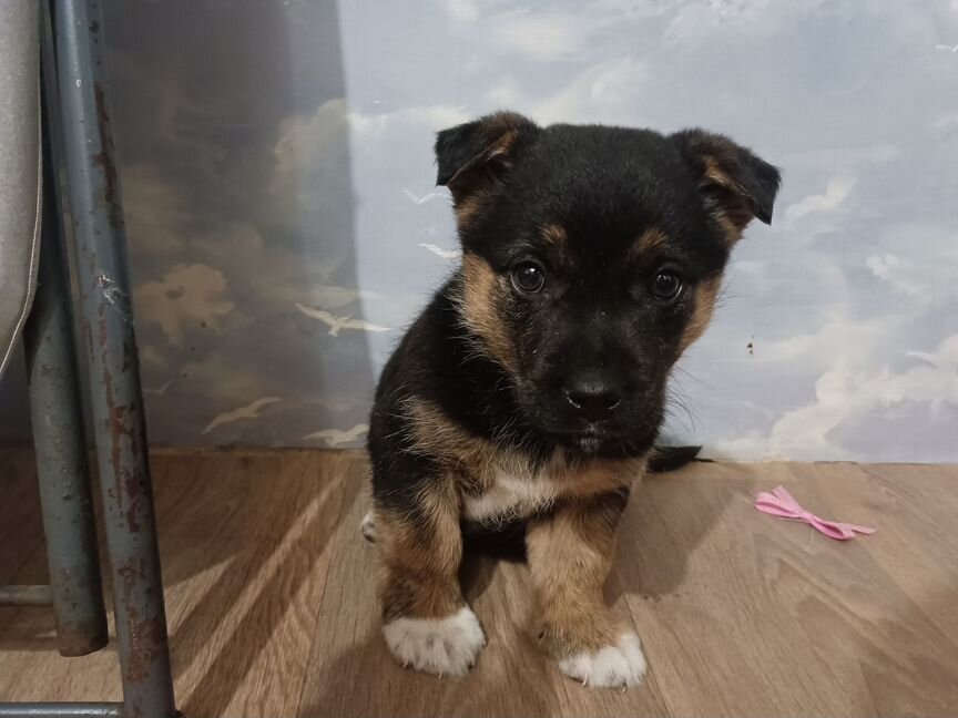 Щенок в добрые руки бесплатно