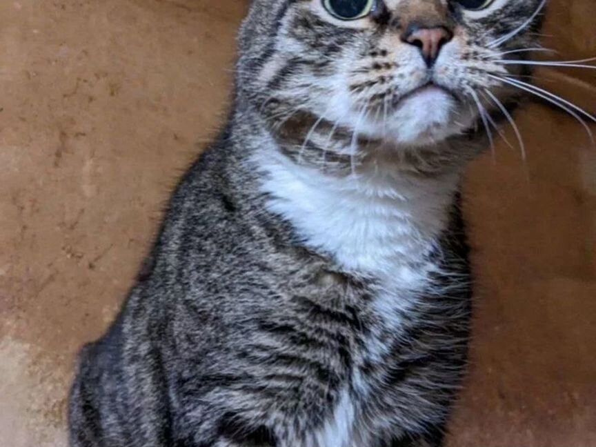 Отдам кота в добрые руки