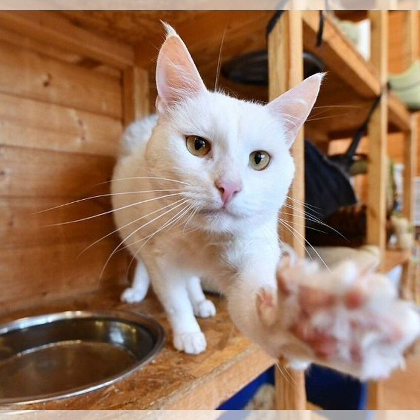 Котики и котята в добрые руки