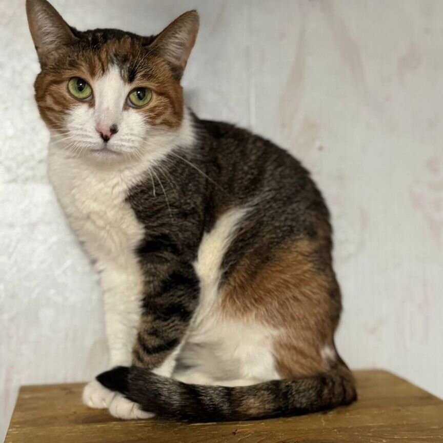 Взрослая, Девочка кошка в добрые руки