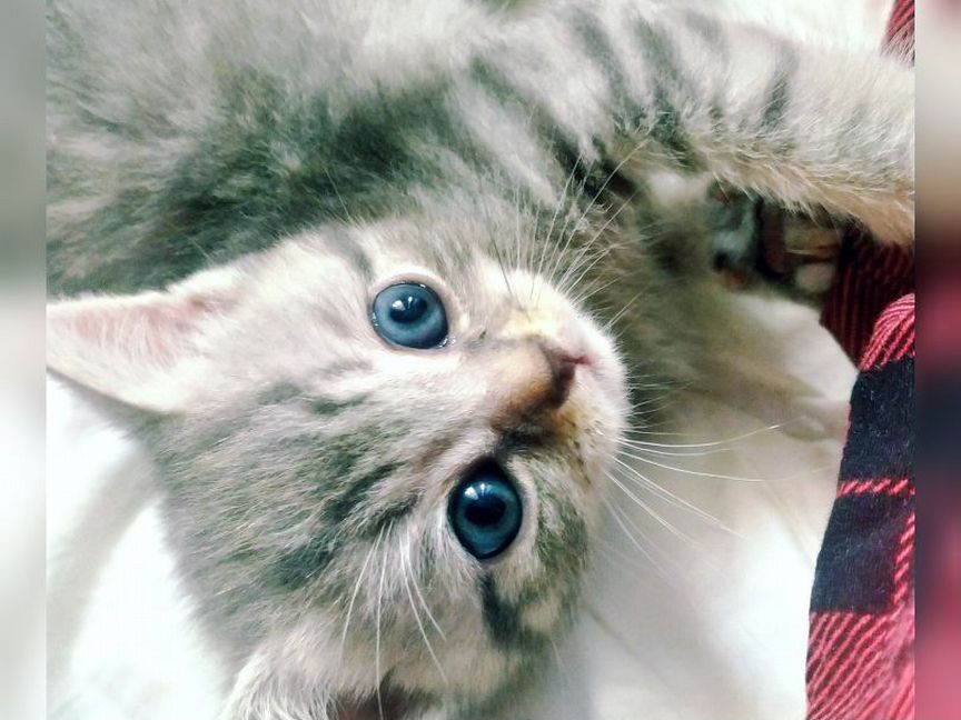 Шотландский котёнок