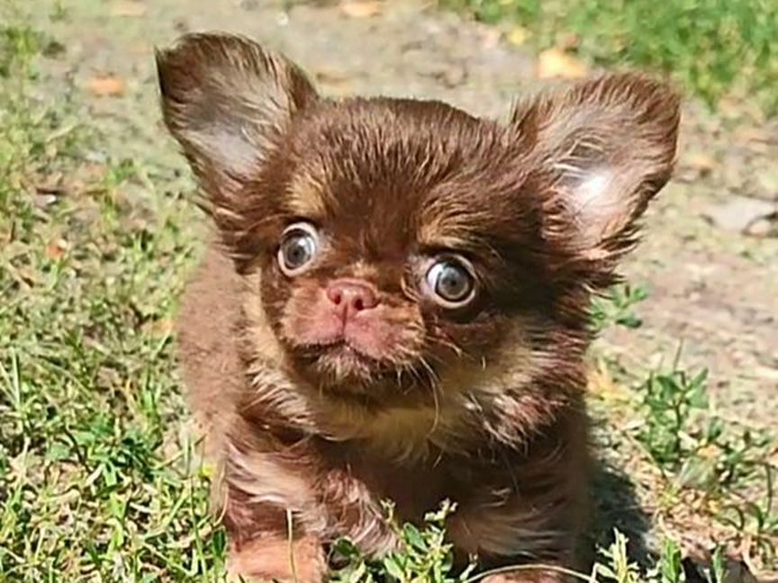 Крутая девчонка чихуахуа