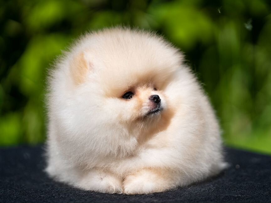 Померанский шпиц мини