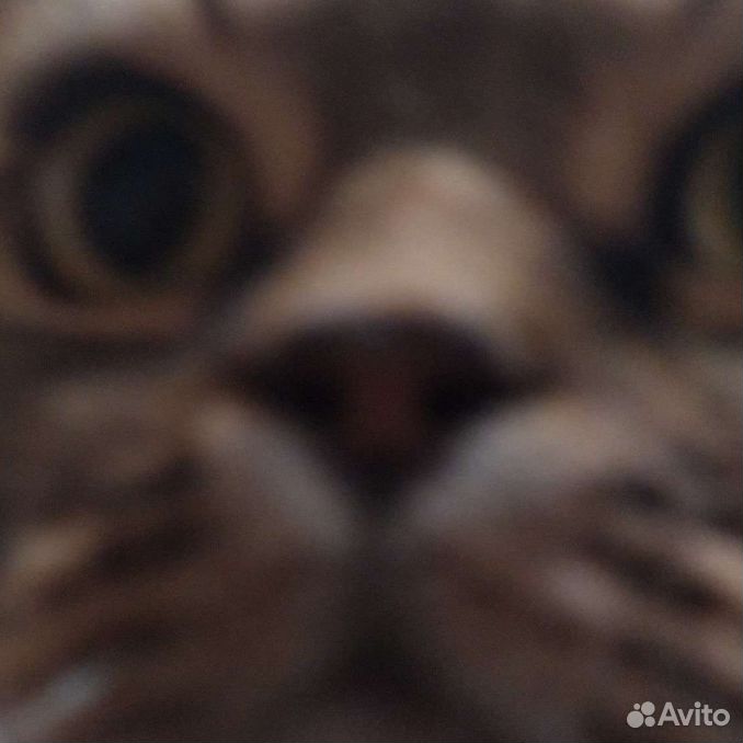 Кот. Бархатная тяга