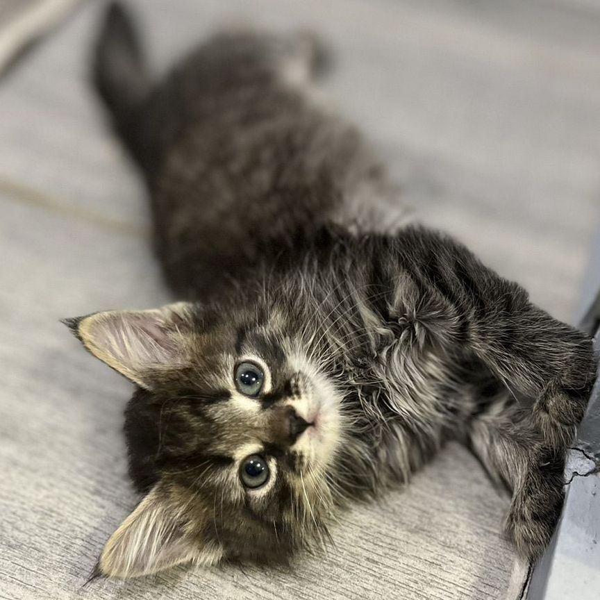 Мейн-кун котёнок