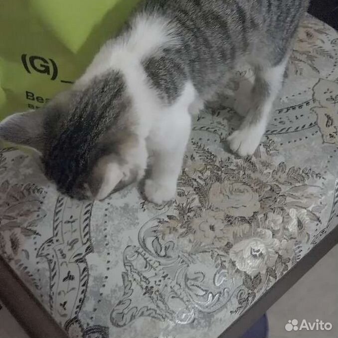Нашелся котенок