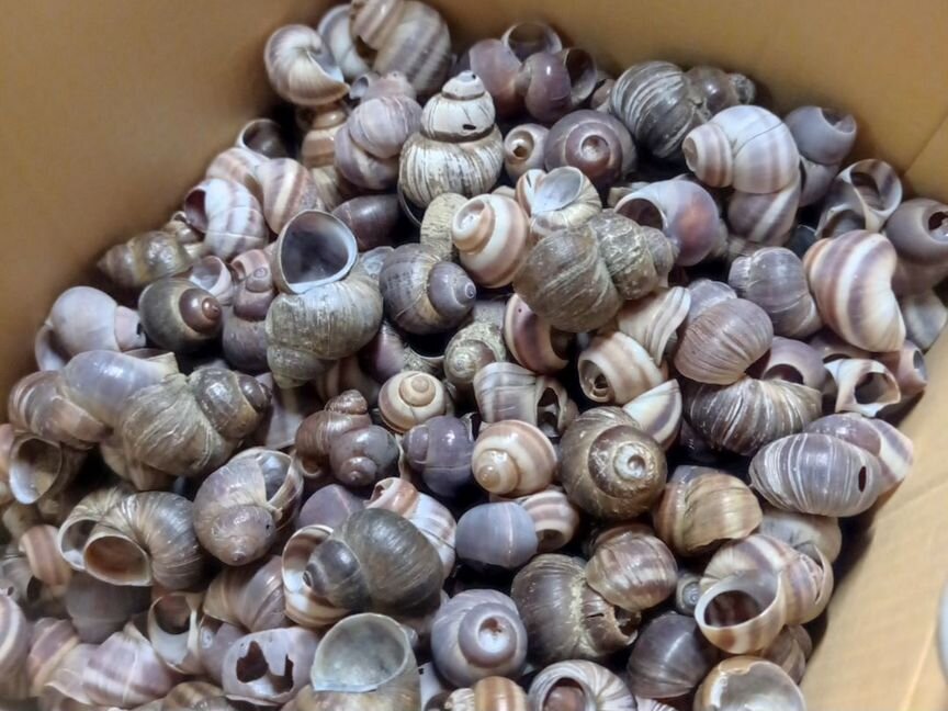 Речные ракушки