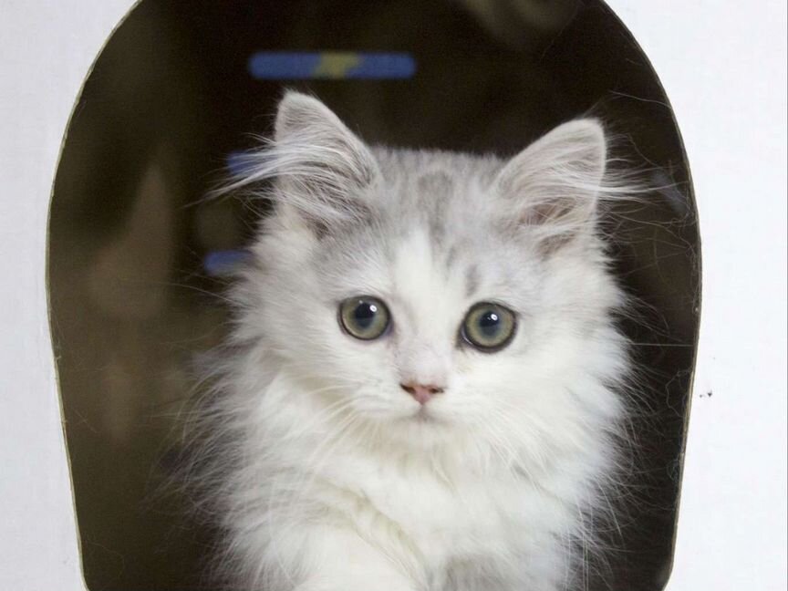 Котята манчкин