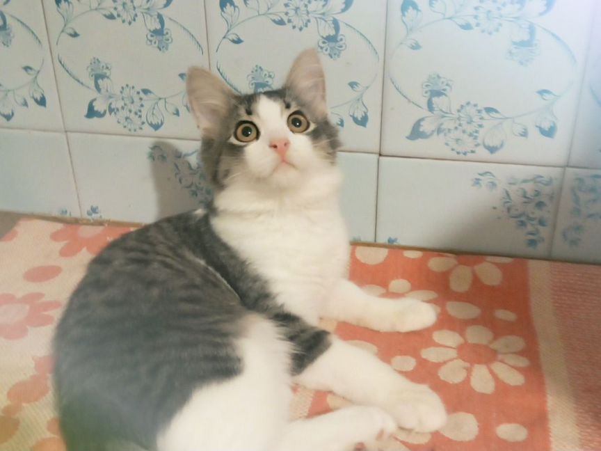 Котенок, мальчик, ответственным людям