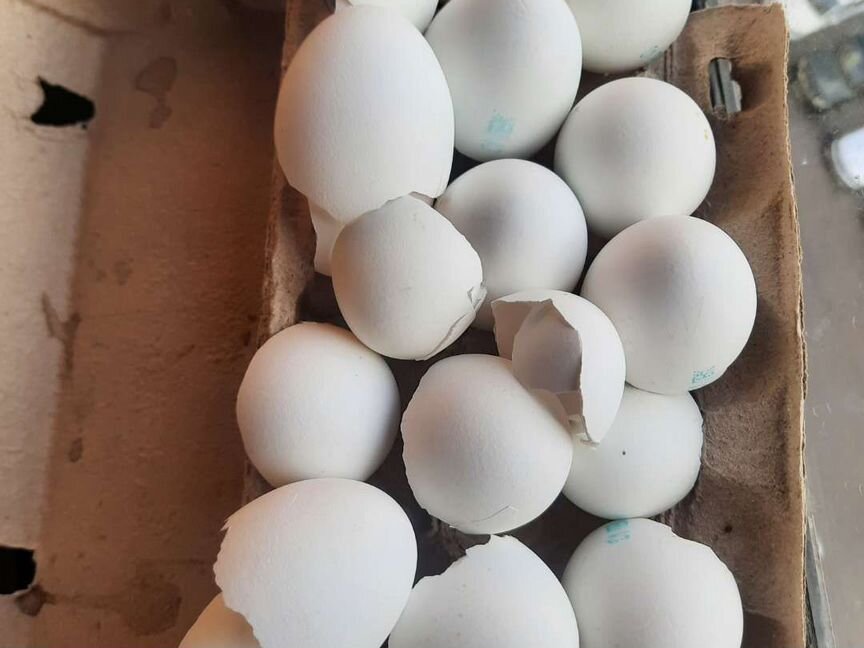 Скорлупа чистая