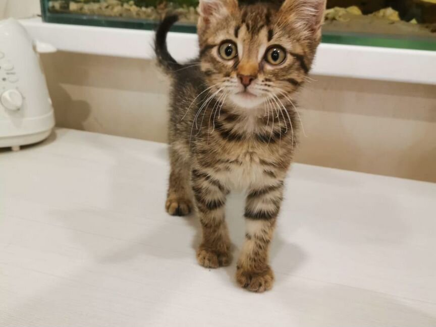 Котенок в добрые ручки