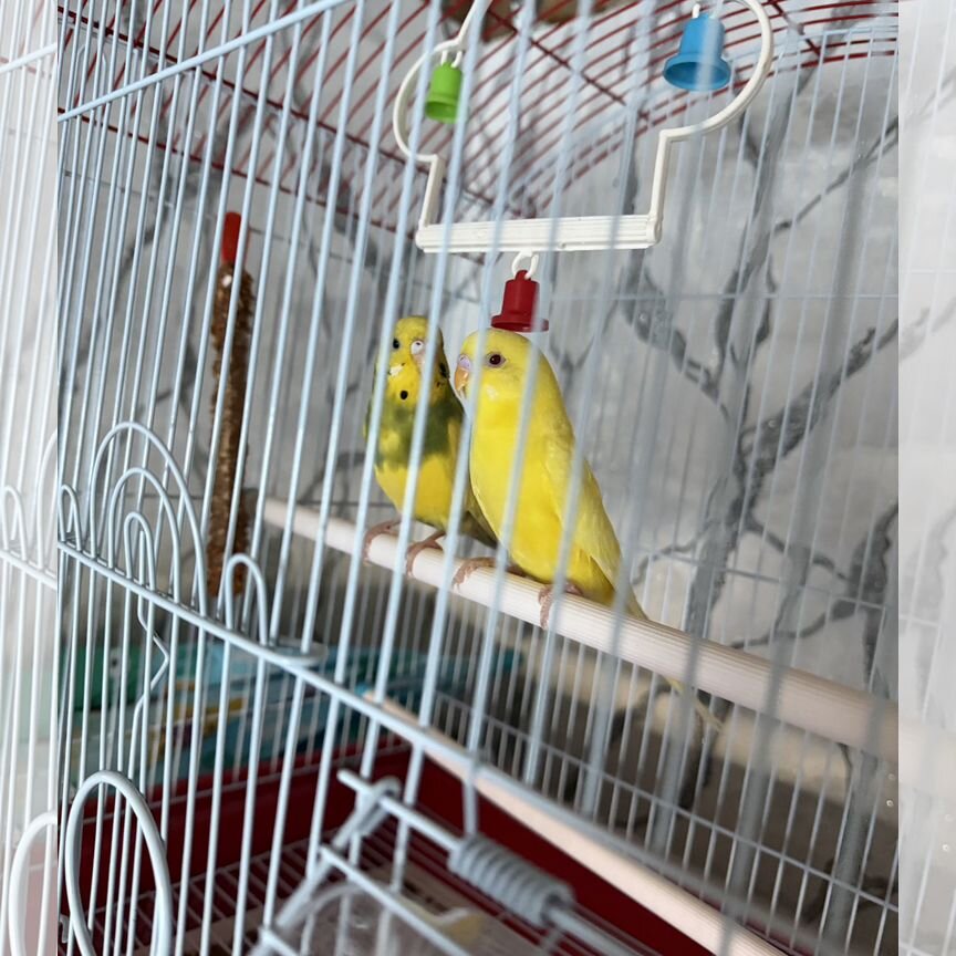 Волнистый попугай