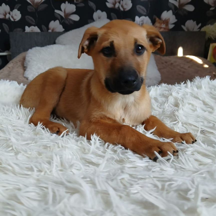 Сказочный щеночек в дар