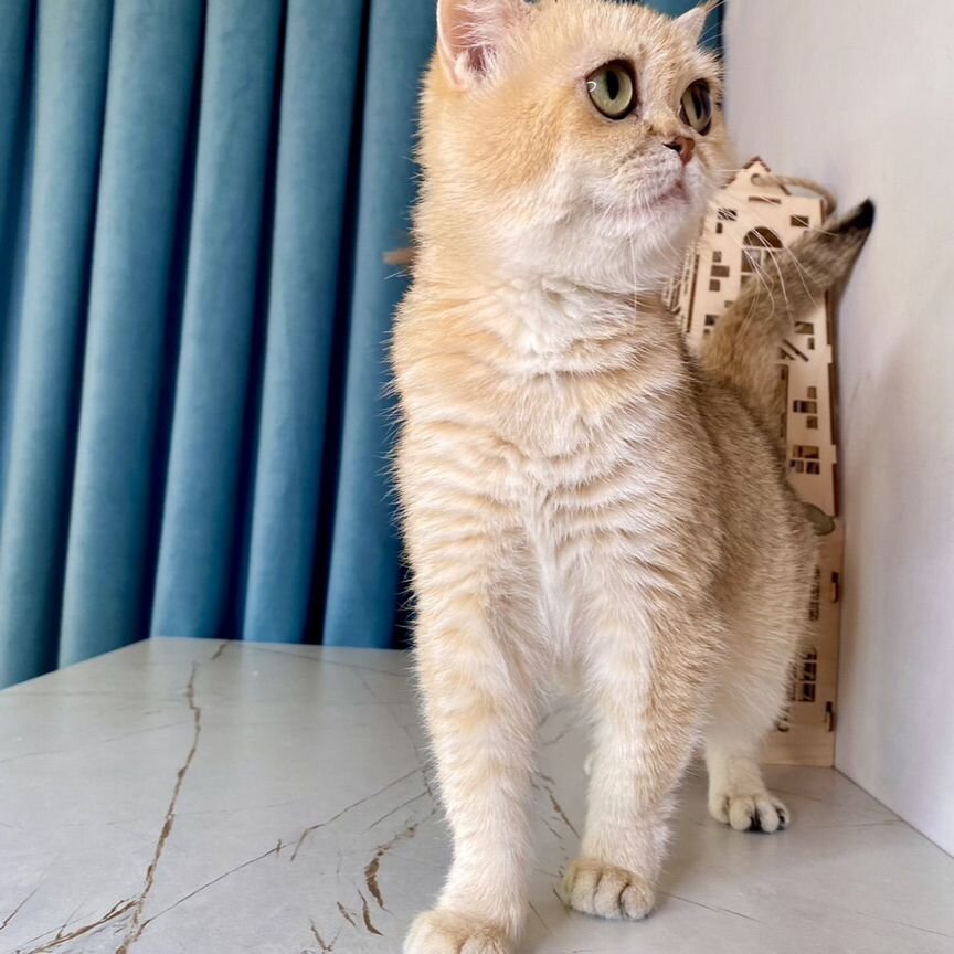 Шотландская кошка