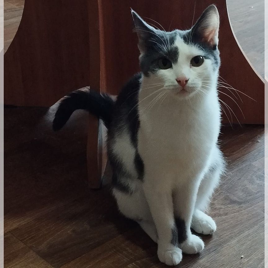 Взрослая, кошка в добрые руки