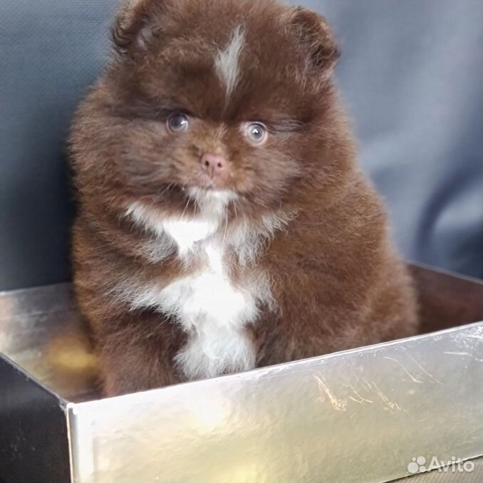 Померанский шпиц, мальчики красавчики