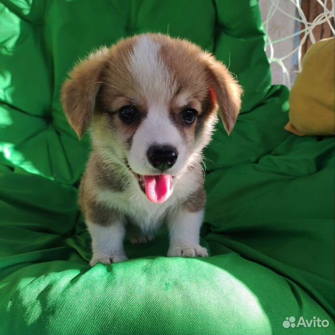 Милый мальчишка корги