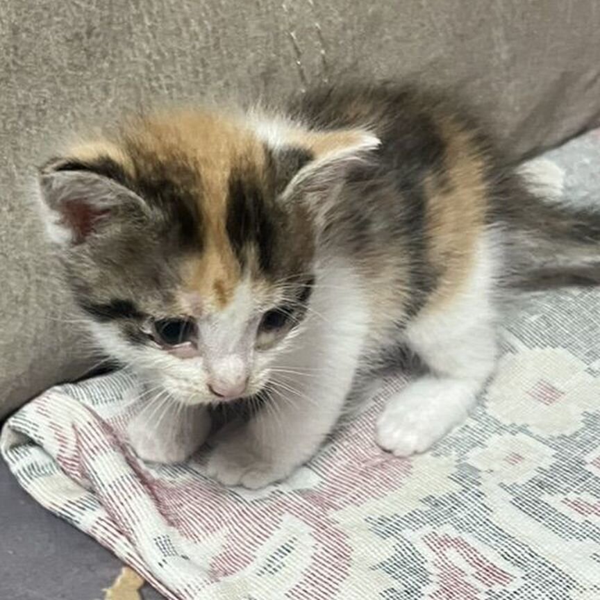 Котята бесплатно