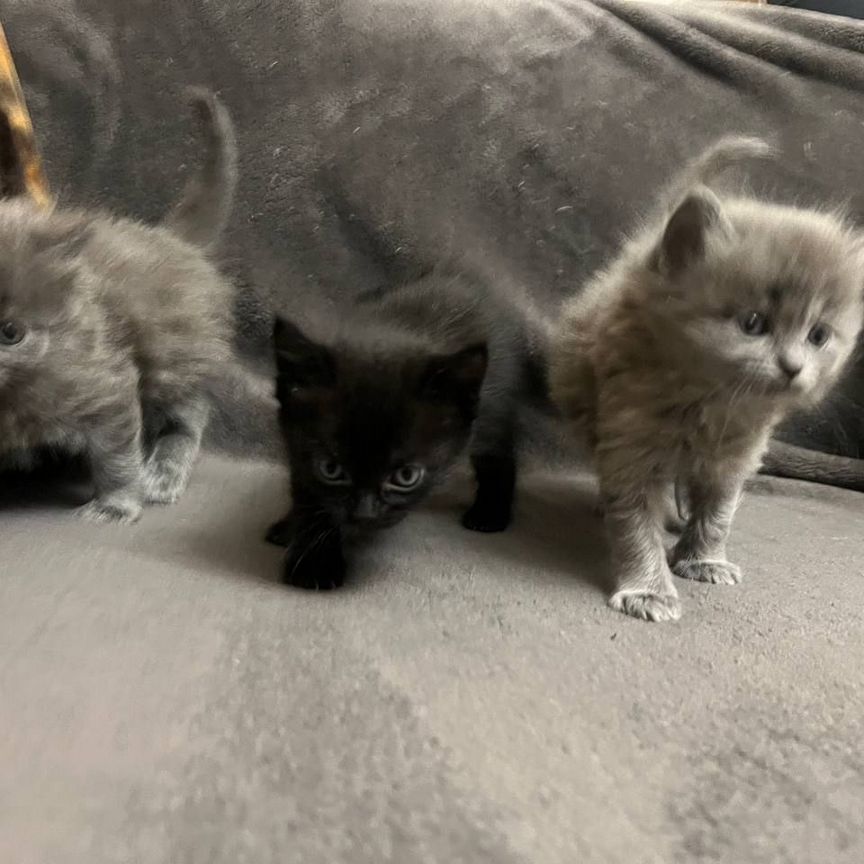 Котята