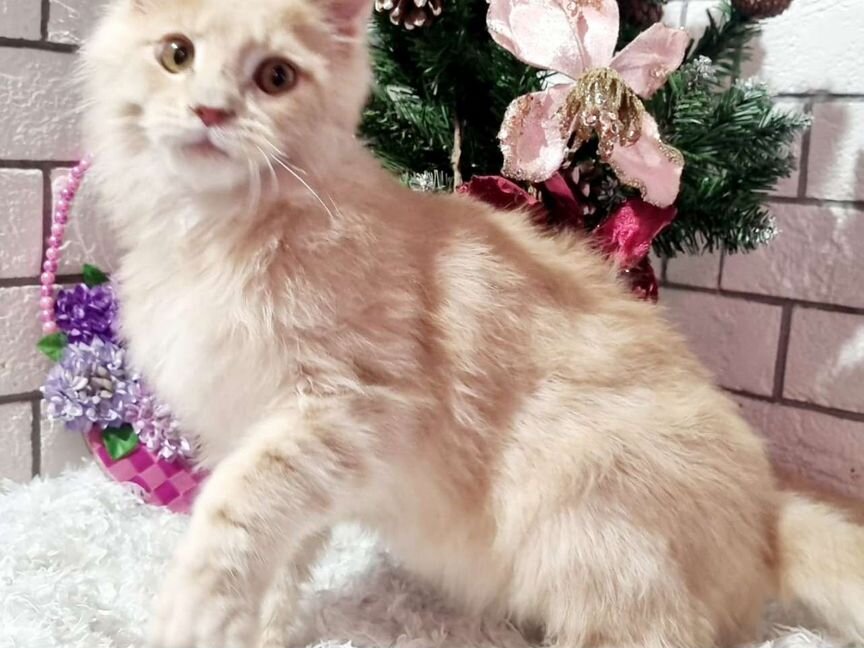 Котята мейн-кун тяжеловесы