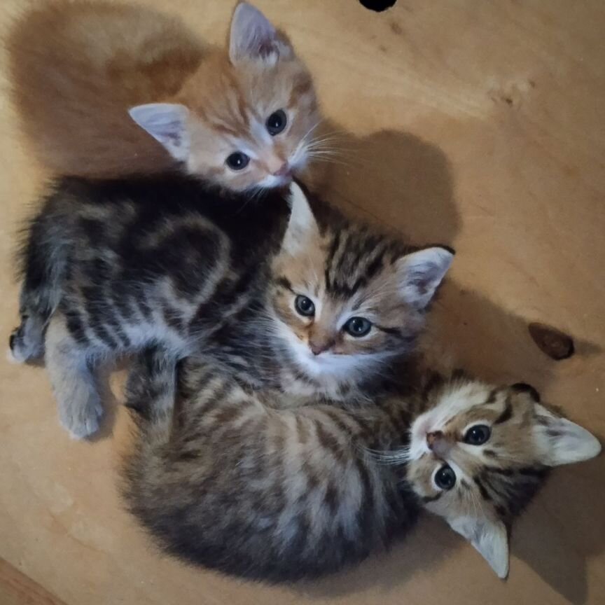 Котёнок от частного владельца