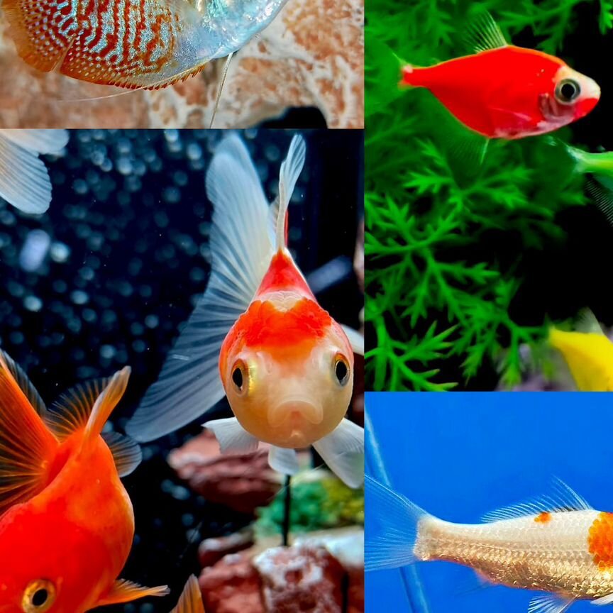 Рыбки в ассортименте