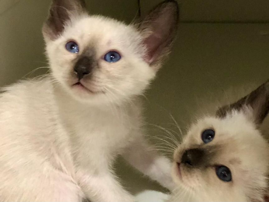Сиамские котята