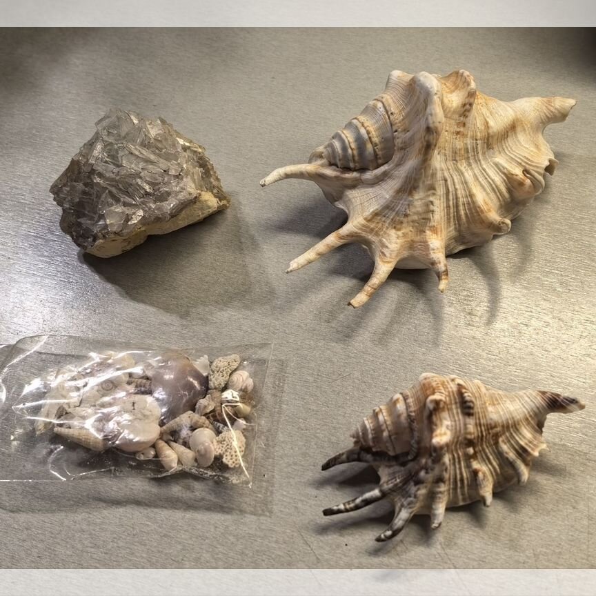 Морские ракушки раковины