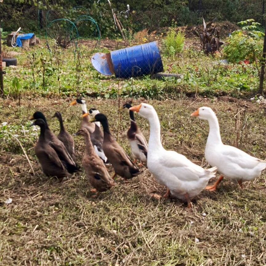 Индийские бегунки