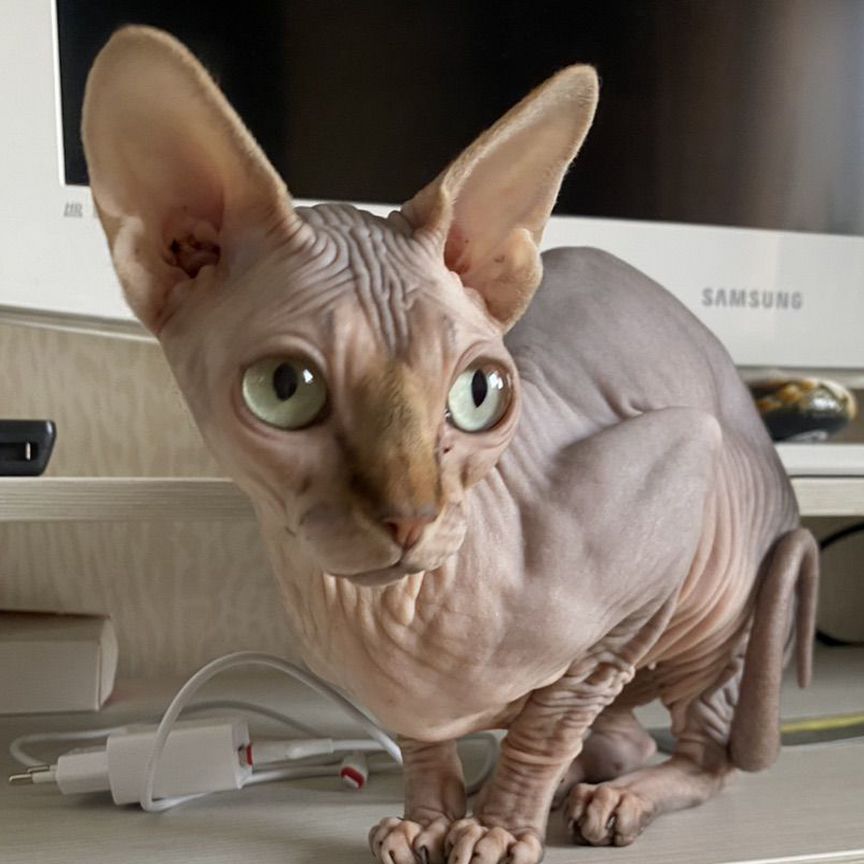 Канадские котик и кошечка
