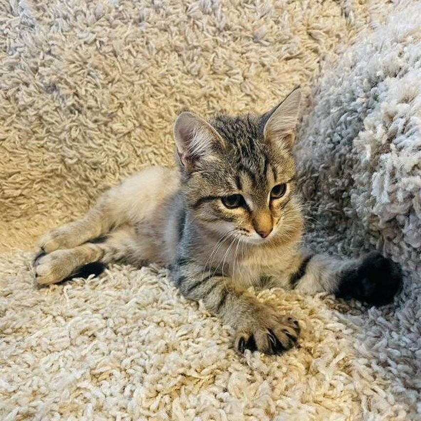 Котенок мальчик бесплатно