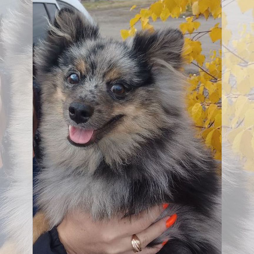 Немецкий шпиц