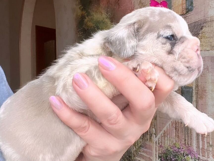 Мраморная малышка