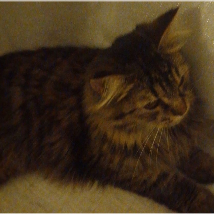 Мейн-кун котёнок