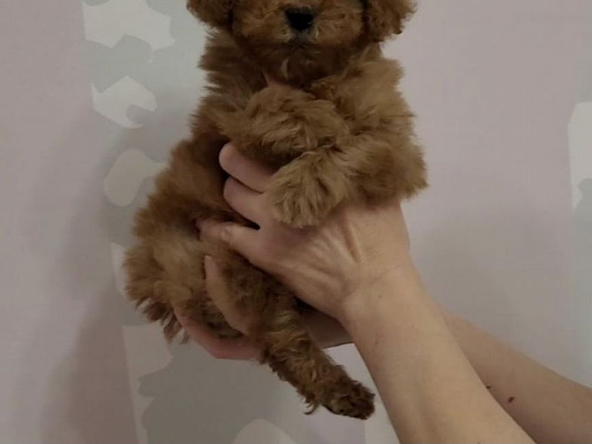 Той-пудель ред браун