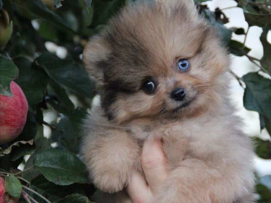 Чудесный ребенок