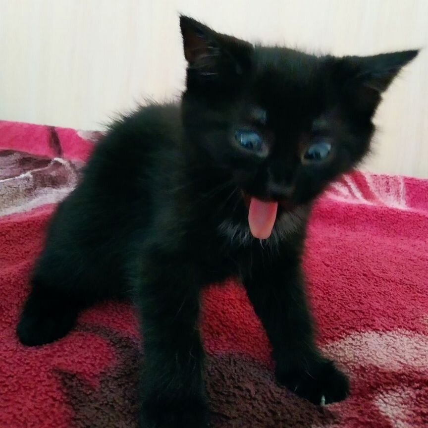 Отдам котят в хорошие руки