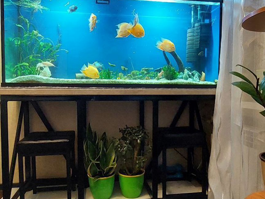 Аквариум на 500 литров