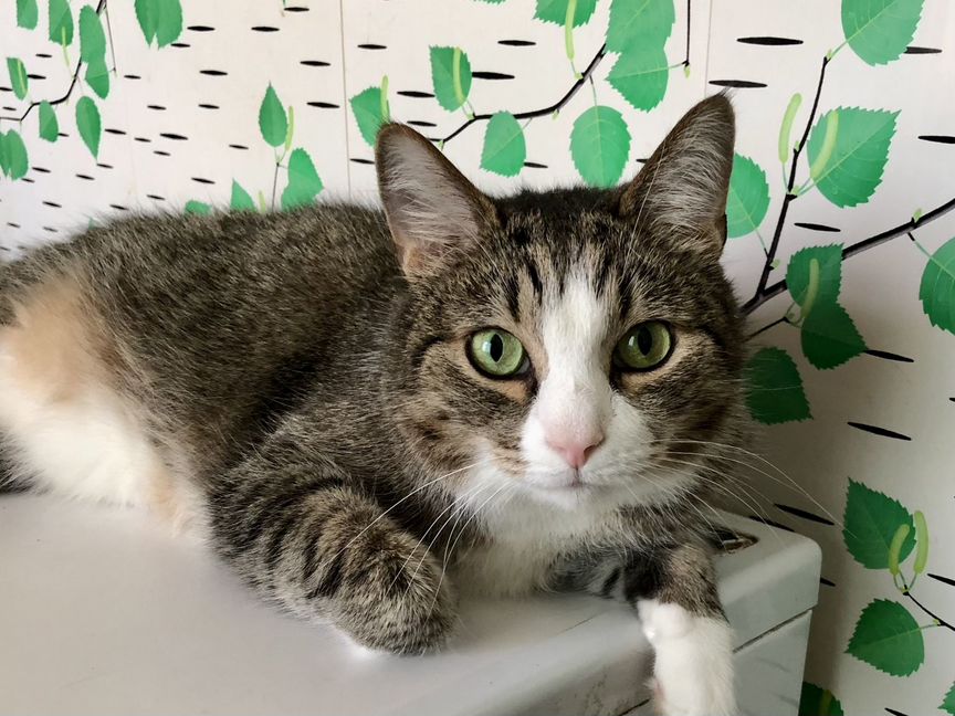 Котик в добрые руки
