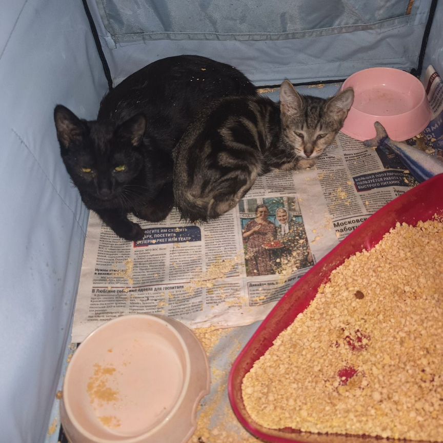 Котята
