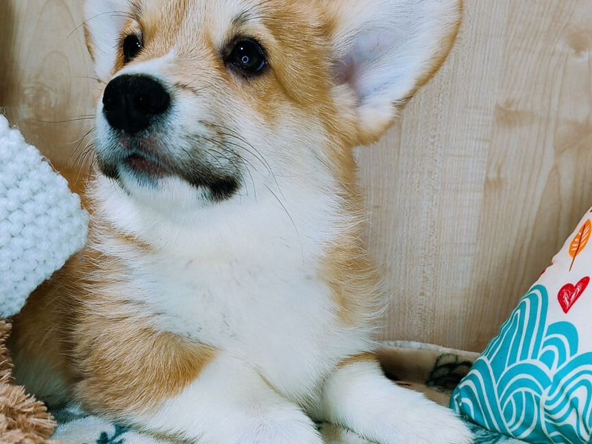 Вельш-корги пемброк кобель