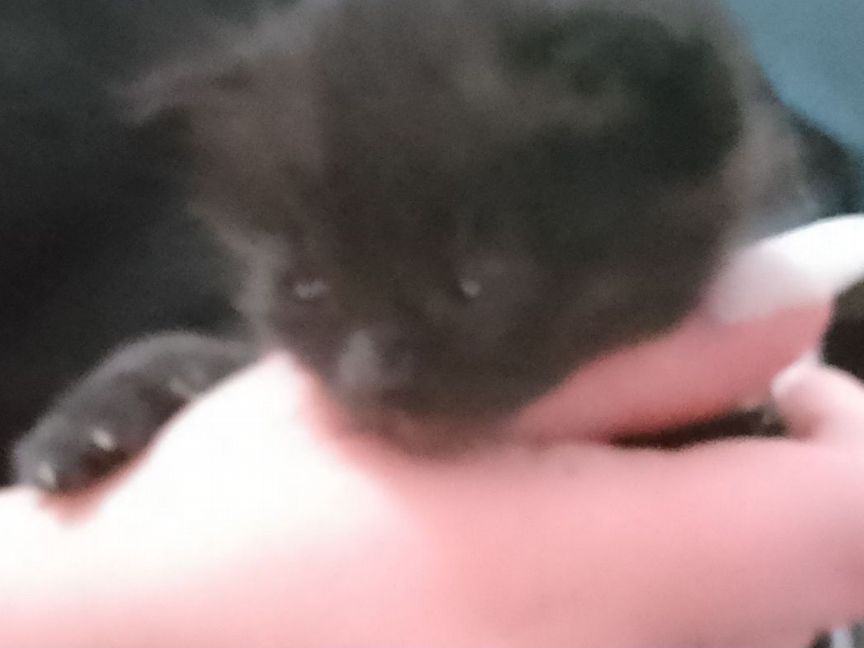 Британские котята