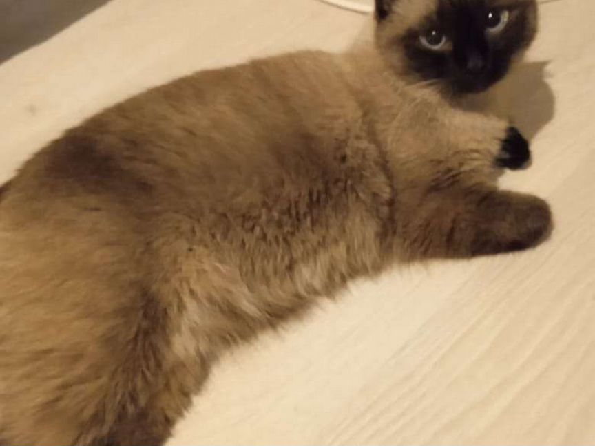 Отдам котика Тайского