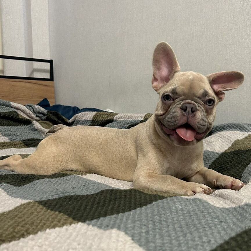 Французский бульдог, щенок